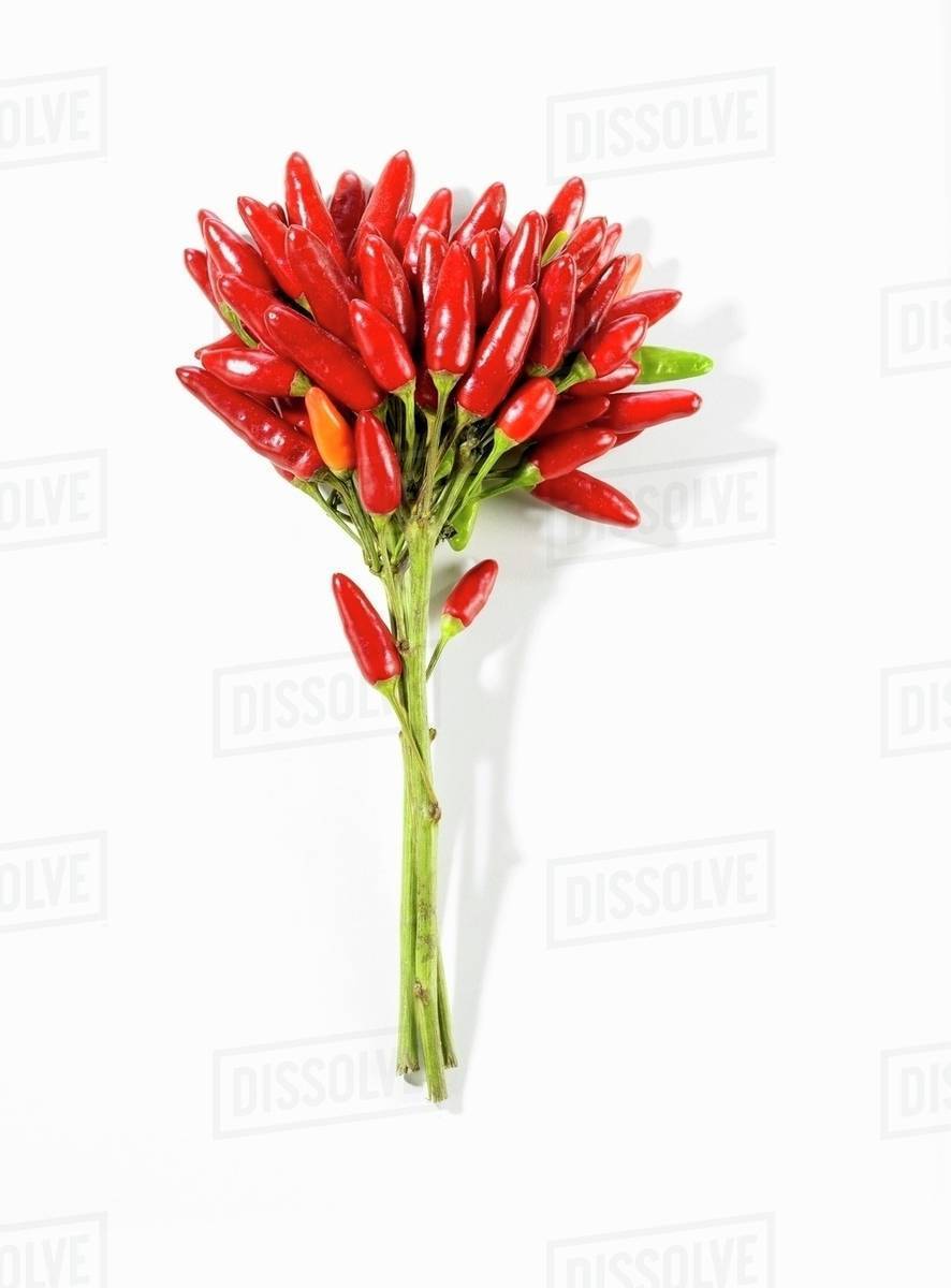 A bunch of red chillies - Royalty-free Stock Photo | Dissolve
