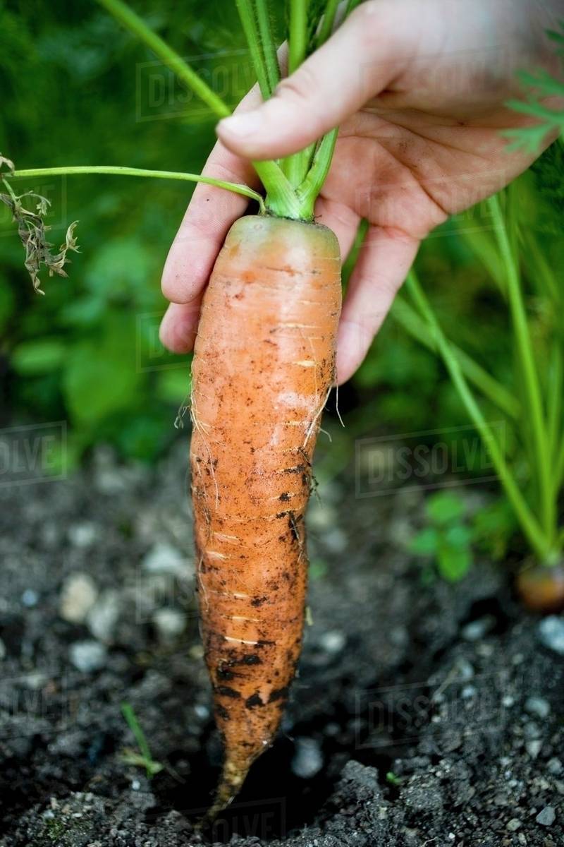 Hand pulling a carrot out of the ground - Stock Photo - Dissolve