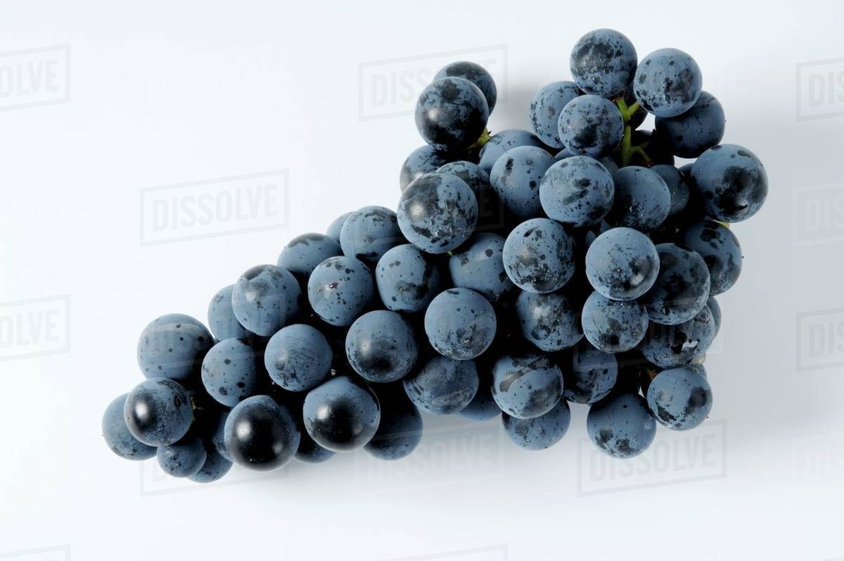 Black grapes, variety Regent - Royalty-free Stock Photo | Dissolve