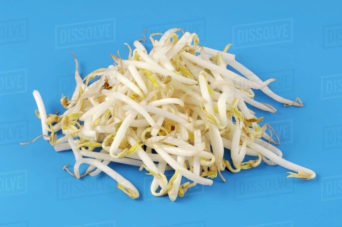 Fresh soya sprouts - Royalty-free Stock Photo | Dissolve
