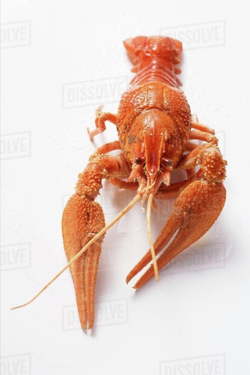 Freshwater crayfish from the front - Royalty-free Stock Photo | Dissolve