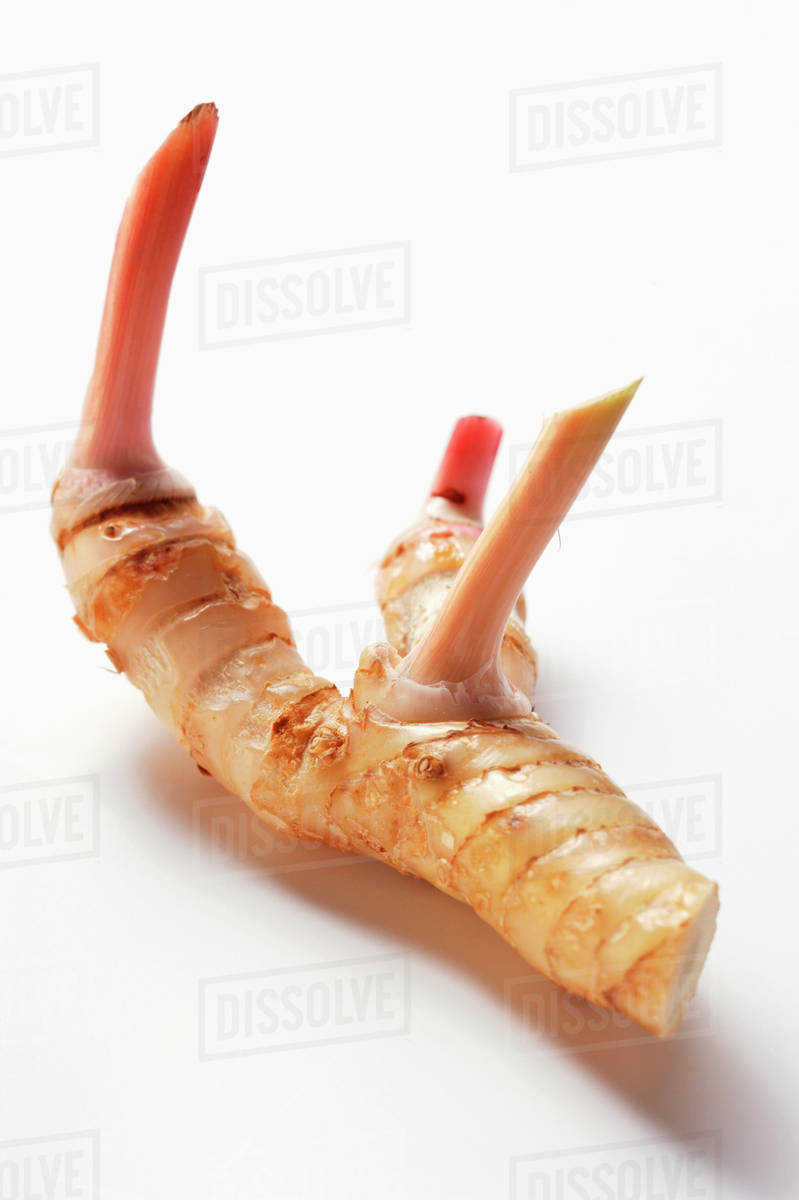Fresh galanga root - Stock Photo - Dissolve