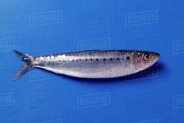 A sardine on blue background - Stock Photo - Dissolve