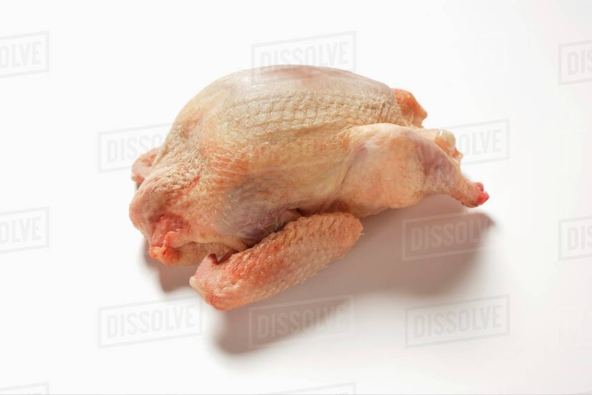 Fresh pigeon - Royalty-free Stock Photo | Dissolve