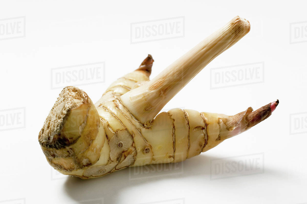 Fresh galanga root - Royalty-free Stock Photo | Dissolve