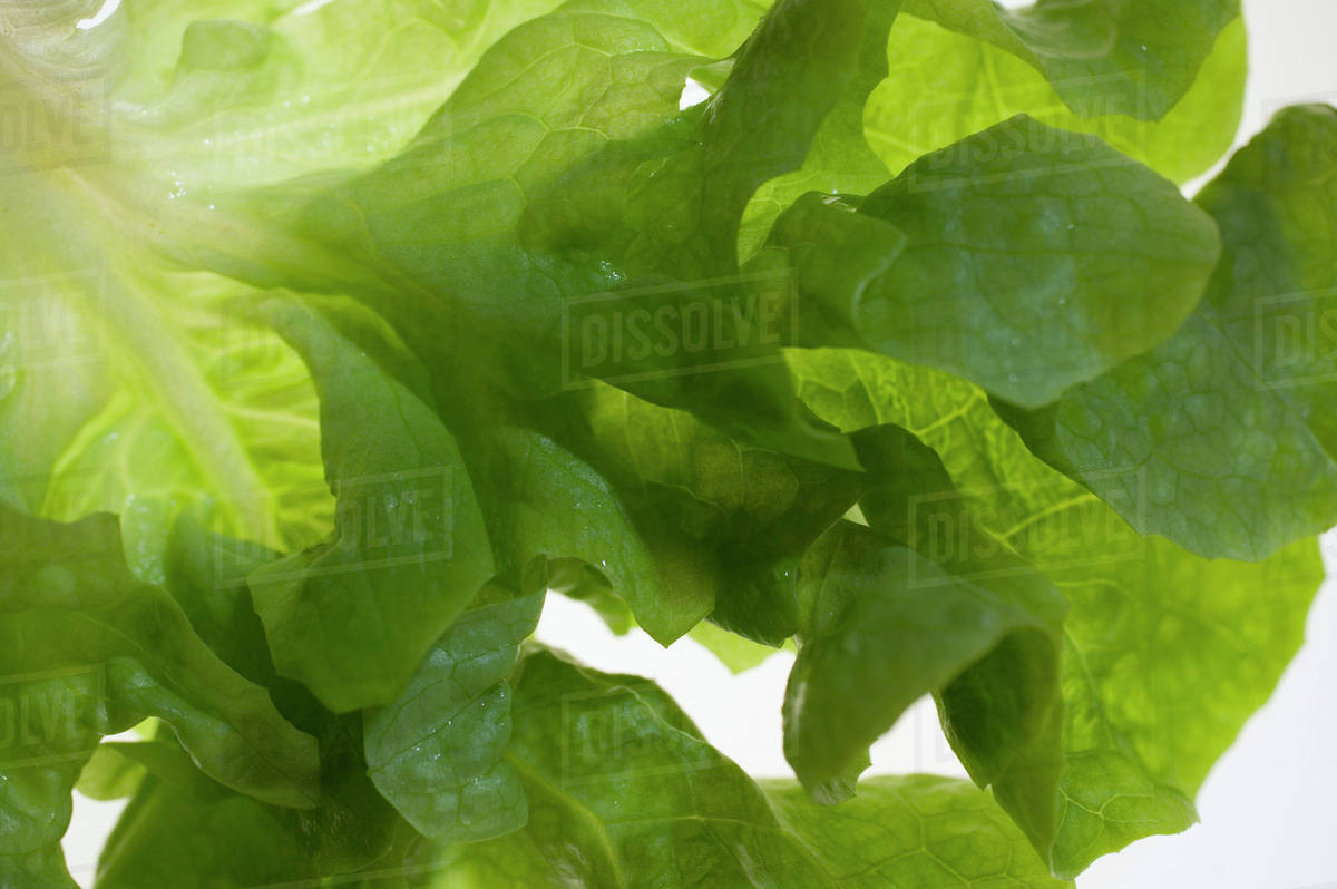 Lettuce, close-up - Royalty-free Stock Photo | Dissolve