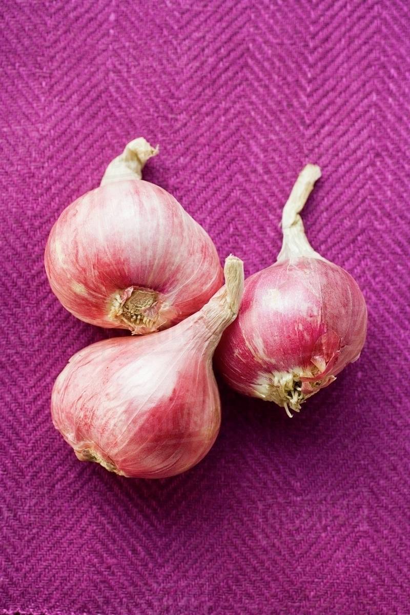 Three red onions on purple background - Stock Photo - Dissolve