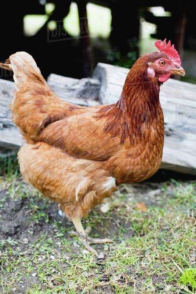 Live hen in the open air - Royalty-free Stock Photo | Dissolve