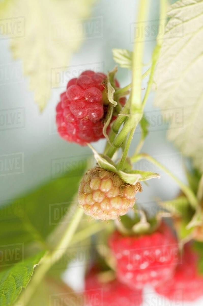 Raspberries on the cane (close-up) - Stock Photo - Dissolve