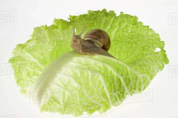 Snail on lettuce leaf - Stock Photo - Dissolve
