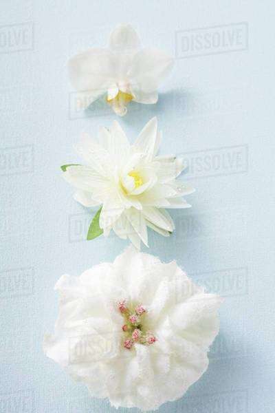 Three different white flowers - Royalty-free Stock Photo | Dissolve