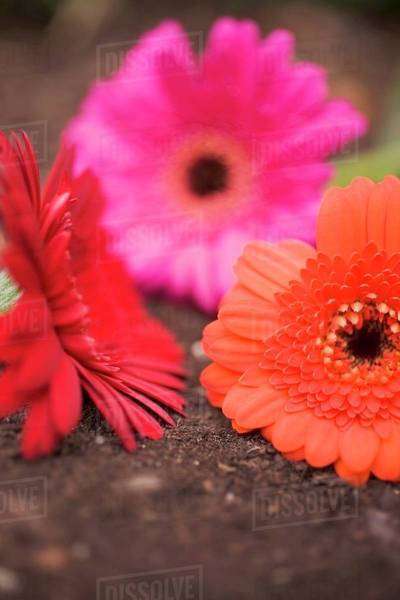 Three gerberas (red, pink and orange) - Stock Photo - Dissolve