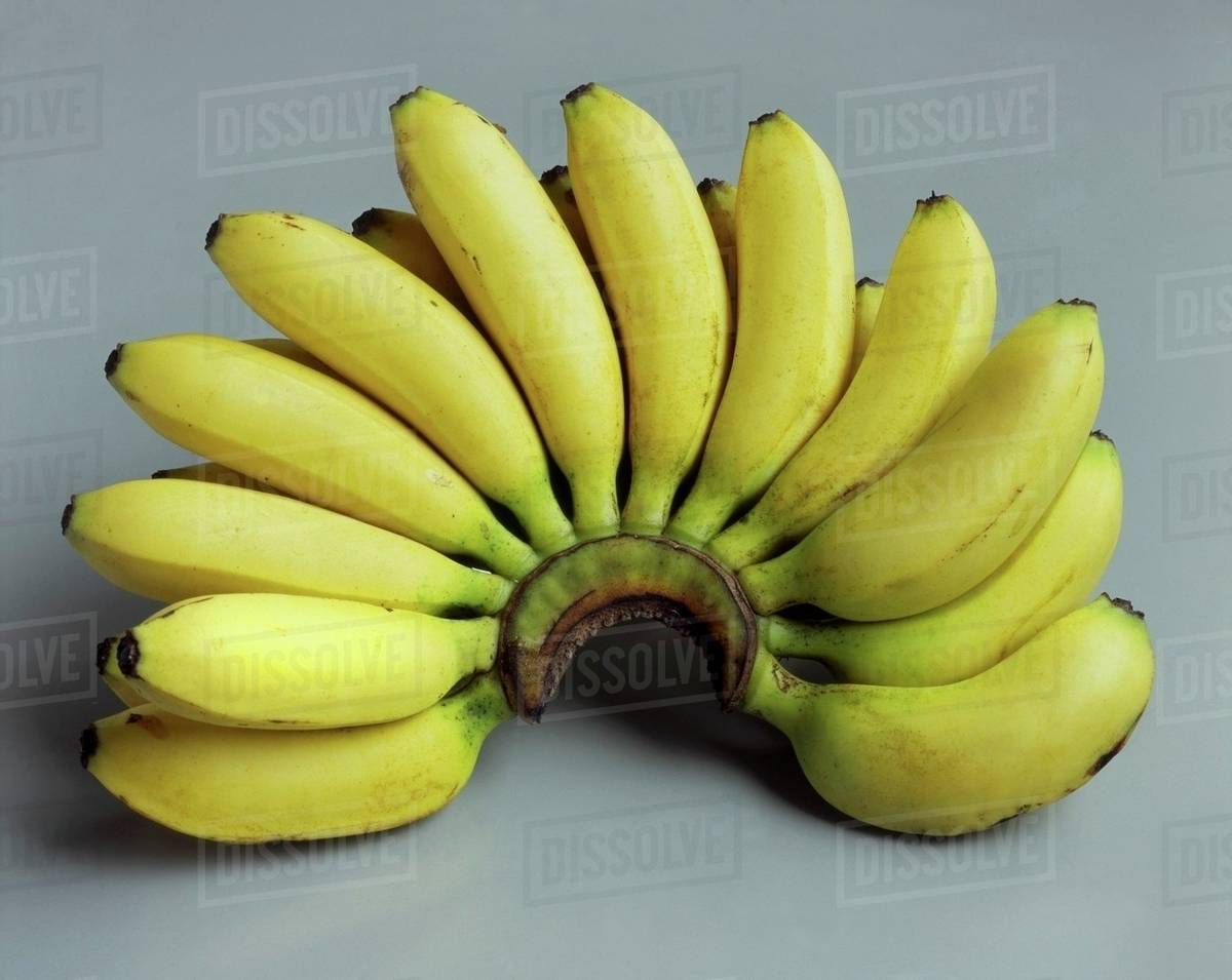 Bunch of small bananas - Stock Photo - Dissolve