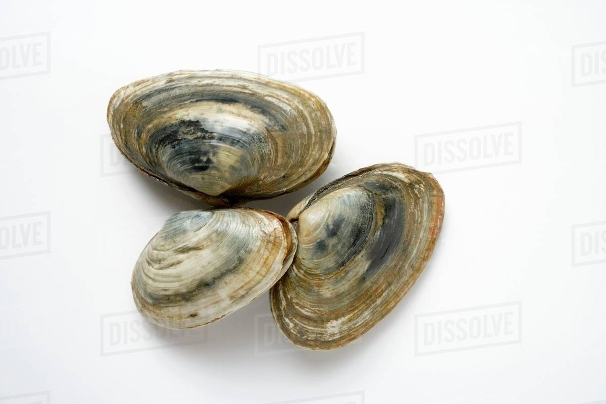 Three clams - Royalty-free Stock Photo | Dissolve