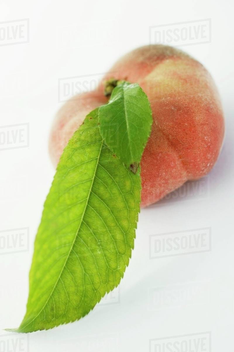 A peach with leaf - Stock Photo - Dissolve