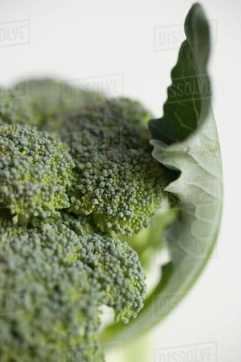 Fresh broccoli - Royalty-free Stock Photo | Dissolve
