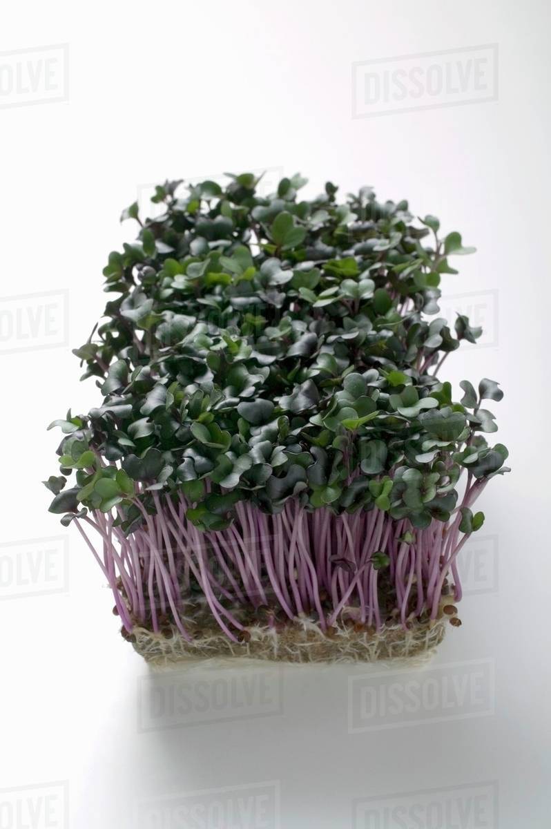 Fresh cress - Royalty-free Stock Photo | Dissolve