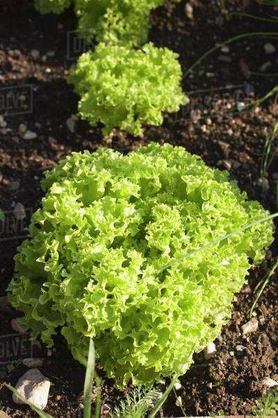 Lollo Biondo in the field - Royalty-free Stock Photo | Dissolve