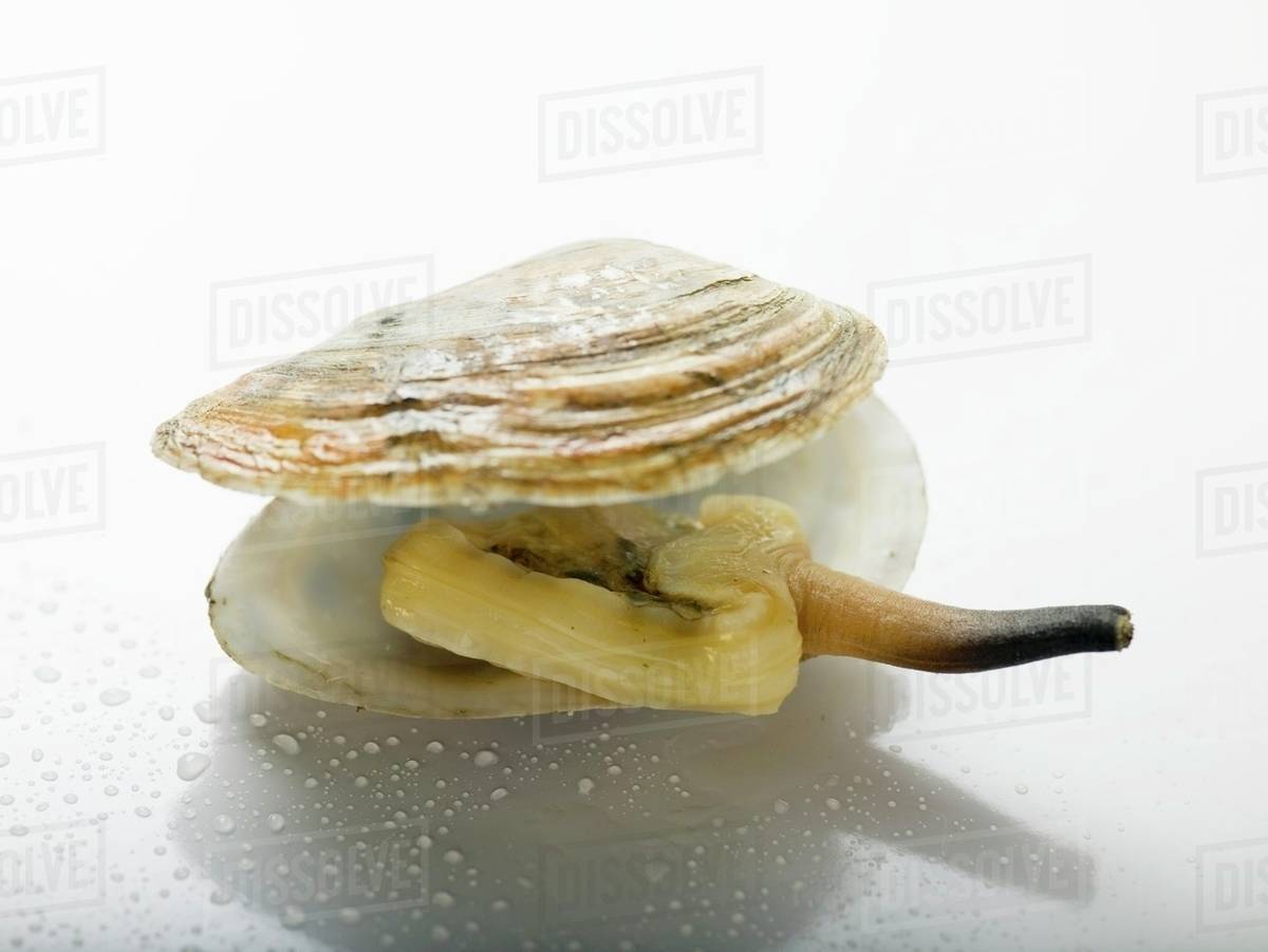 Clam in shell - Stock Photo - Dissolve