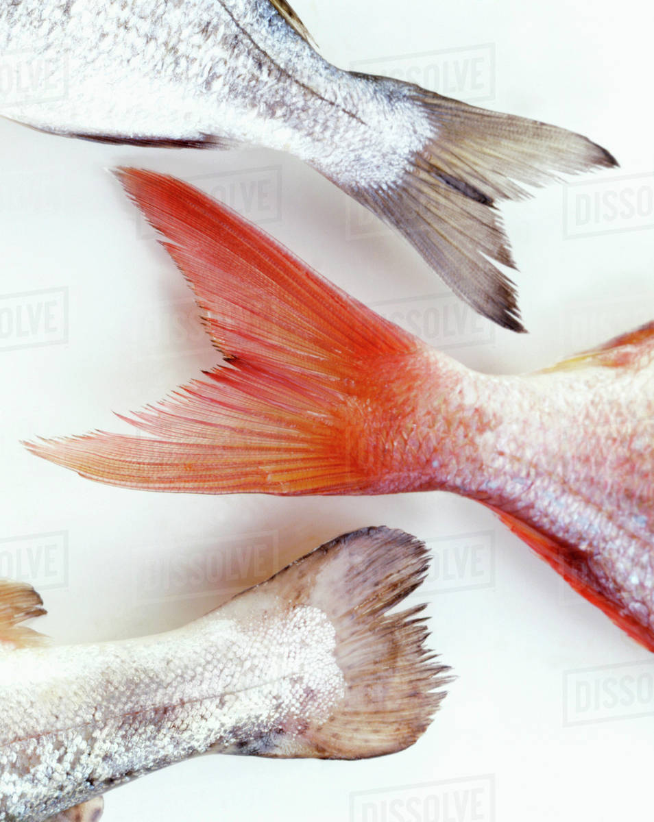 Three fish tails - Stock Photo - Dissolve