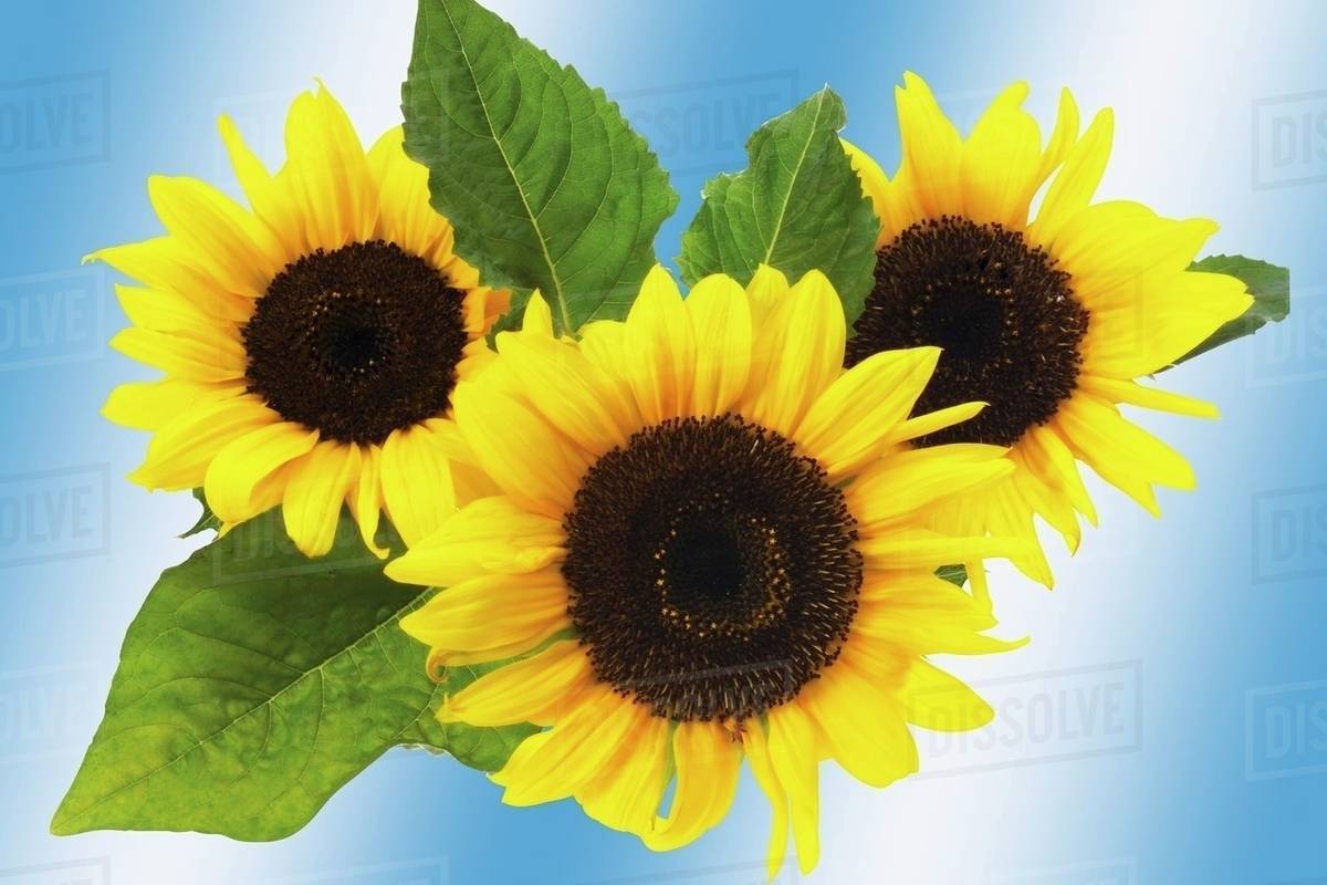 Three sunflowers - Royalty-free Stock Photo | Dissolve