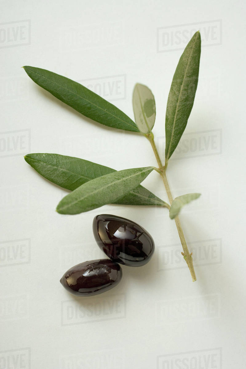 Two black olives beside olive branch - Royalty-free Stock Photo | Dissolve