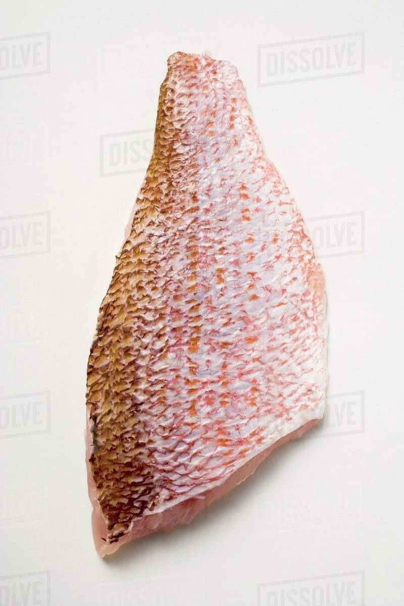 Red sea bream fillet - Royalty-free Stock Photo | Dissolve