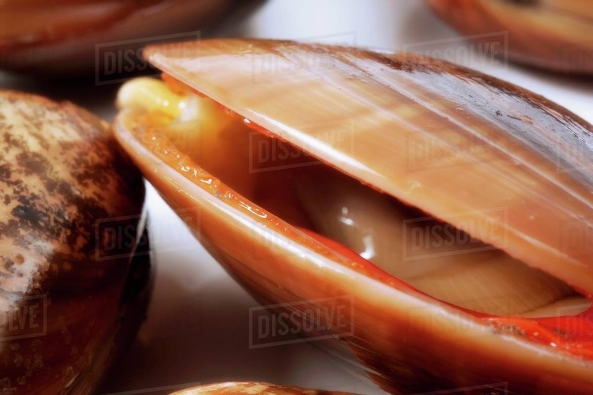 Assorted shellfish (close-up) - Royalty-free Stock Photo | Dissolve