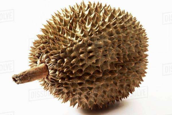 Whole durian - Royalty-free Stock Photo | Dissolve