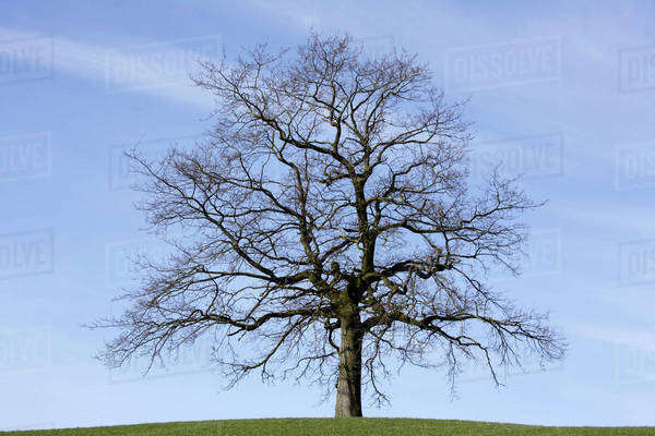 Germany, Upper Bavaria, Oak tree (Quercus) - Stock Photo - Dissolve