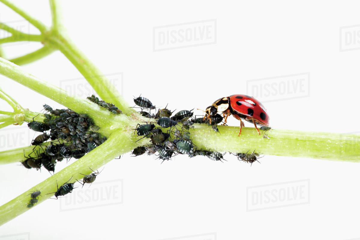 Ladybug eating aphids, close-up - Stock Photo - Dissolve