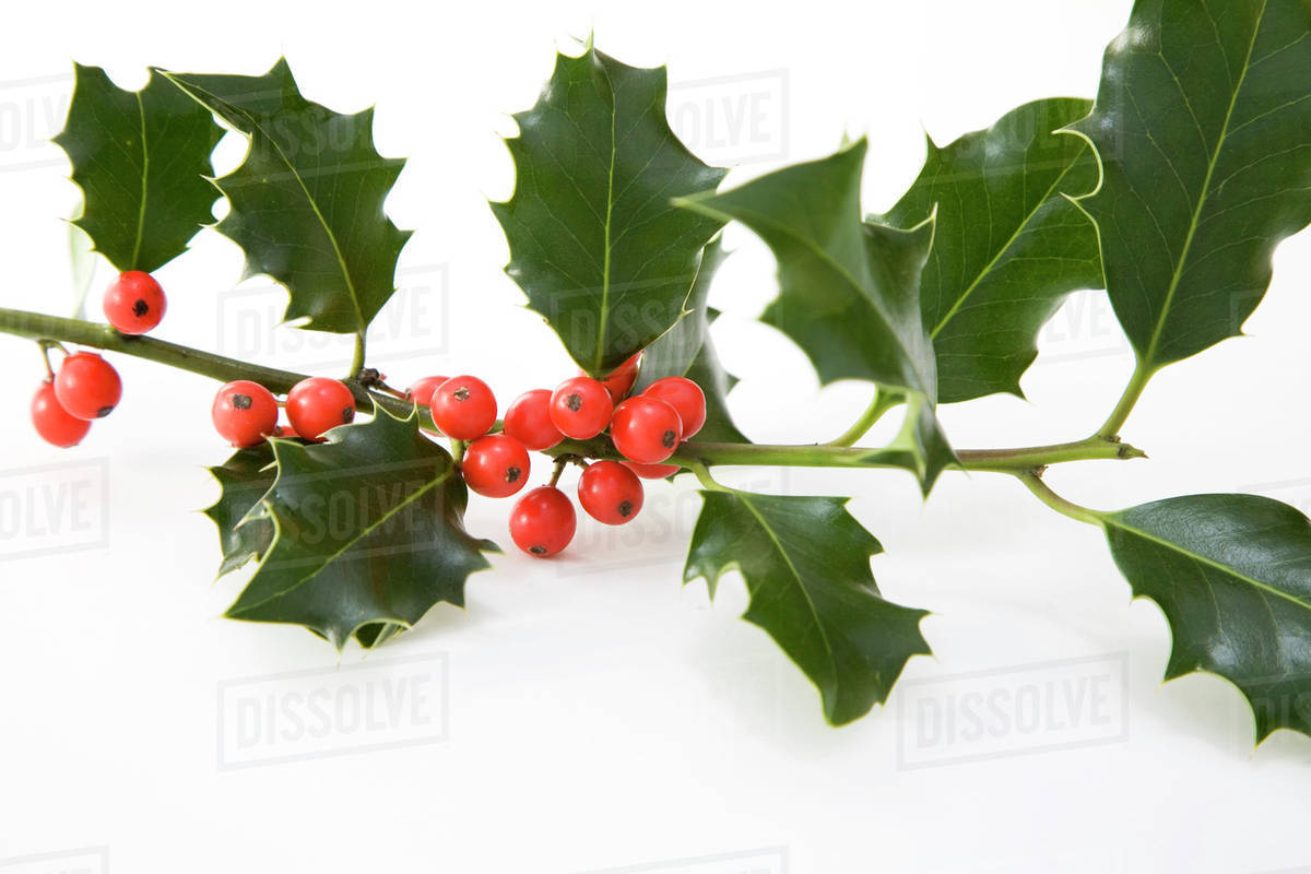 Holly twig, close-up - Stock Photo - Dissolve