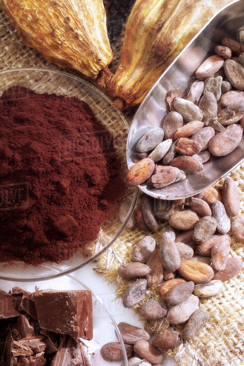 Cocoa Pods and Chocolate Product - Stock Photo - Dissolve