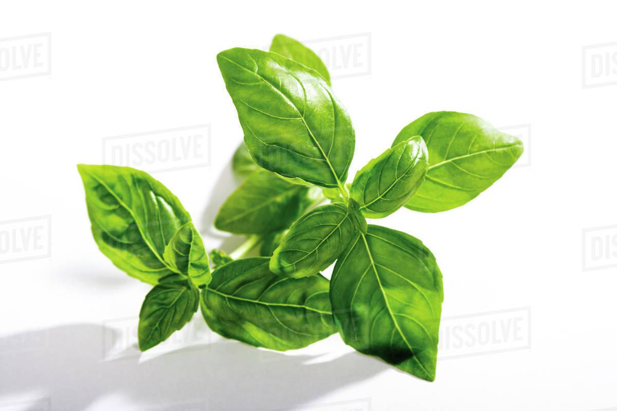 Basil (Ocimum basilicum) against white background, close-up - Stock ...