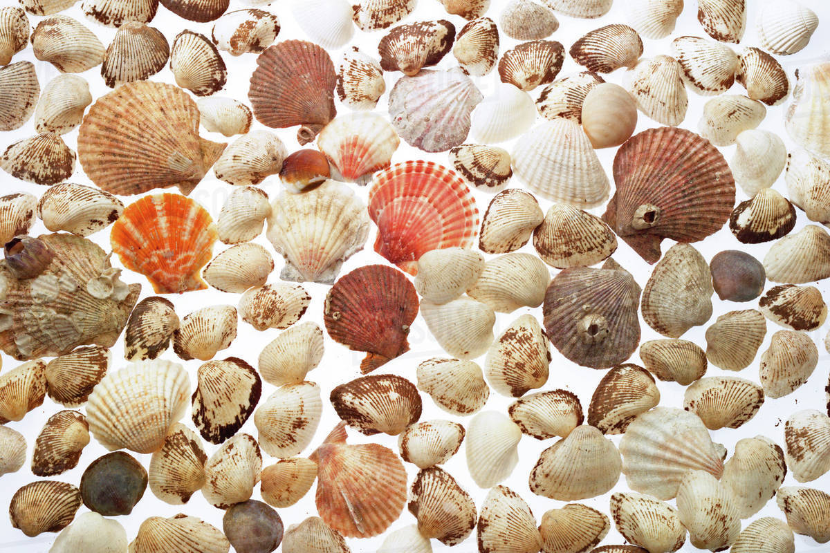 Sea shells, elevated view, close-up - Stock Photo - Dissolve