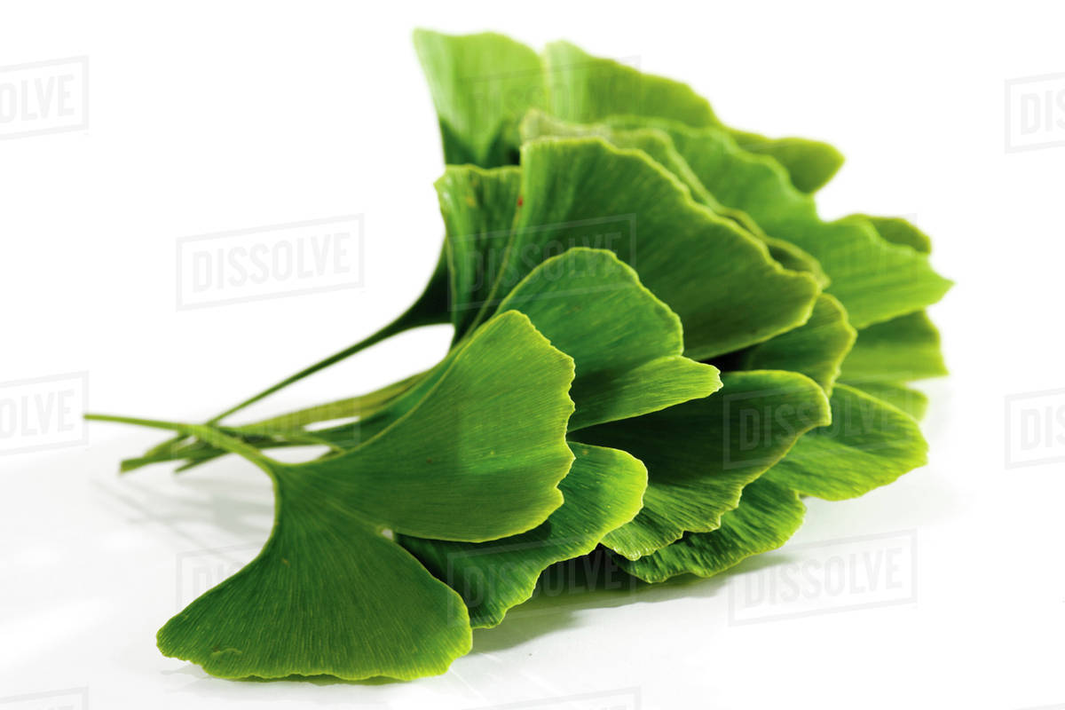 Ginko leaves - Stock Photo - Dissolve