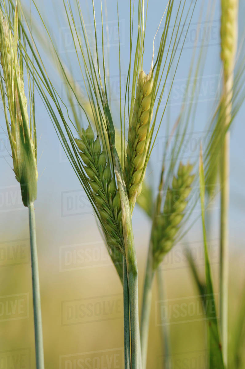 Barley, close-up - Stock Photo - Dissolve