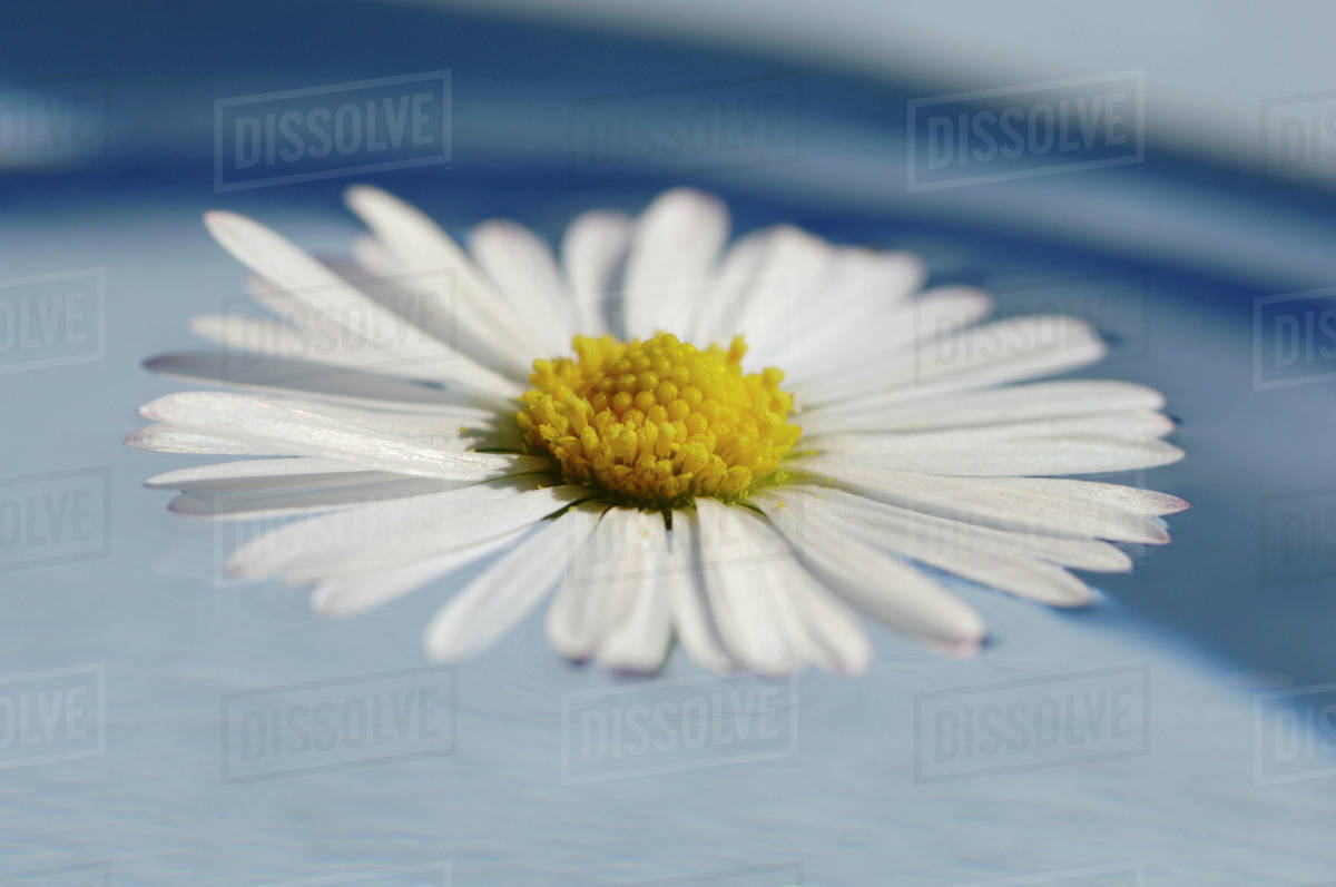 Floating daisy, close-up - Stock Photo - Dissolve