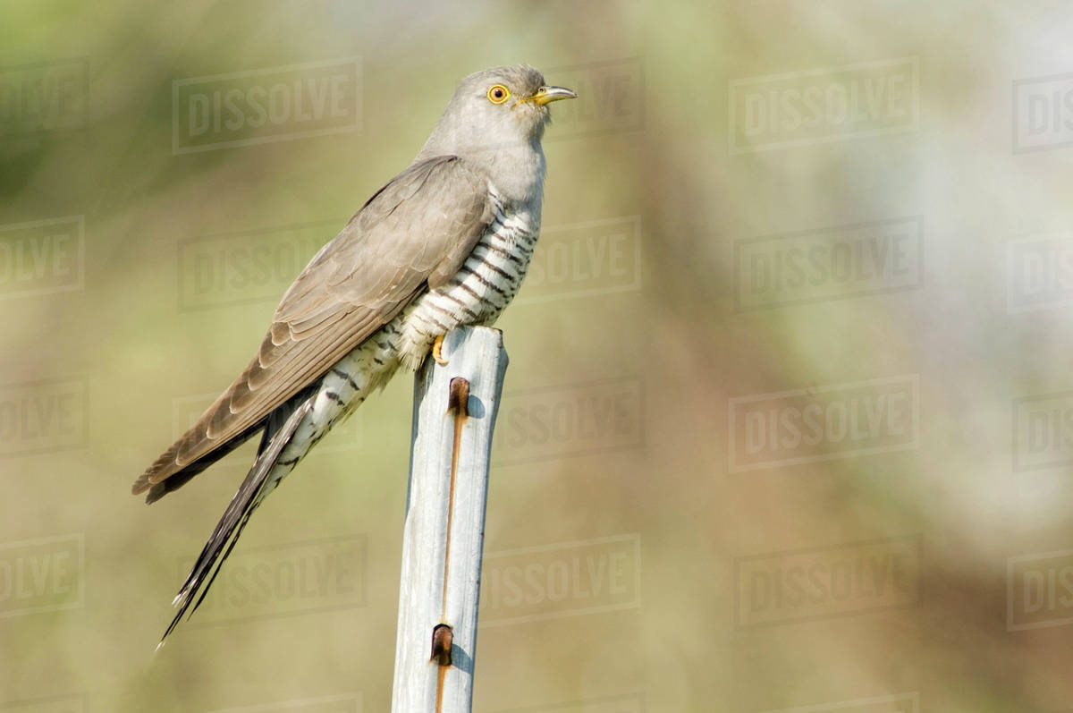 Cuckoo (Cuculus canorus), close-up - Stock Photo - Dissolve