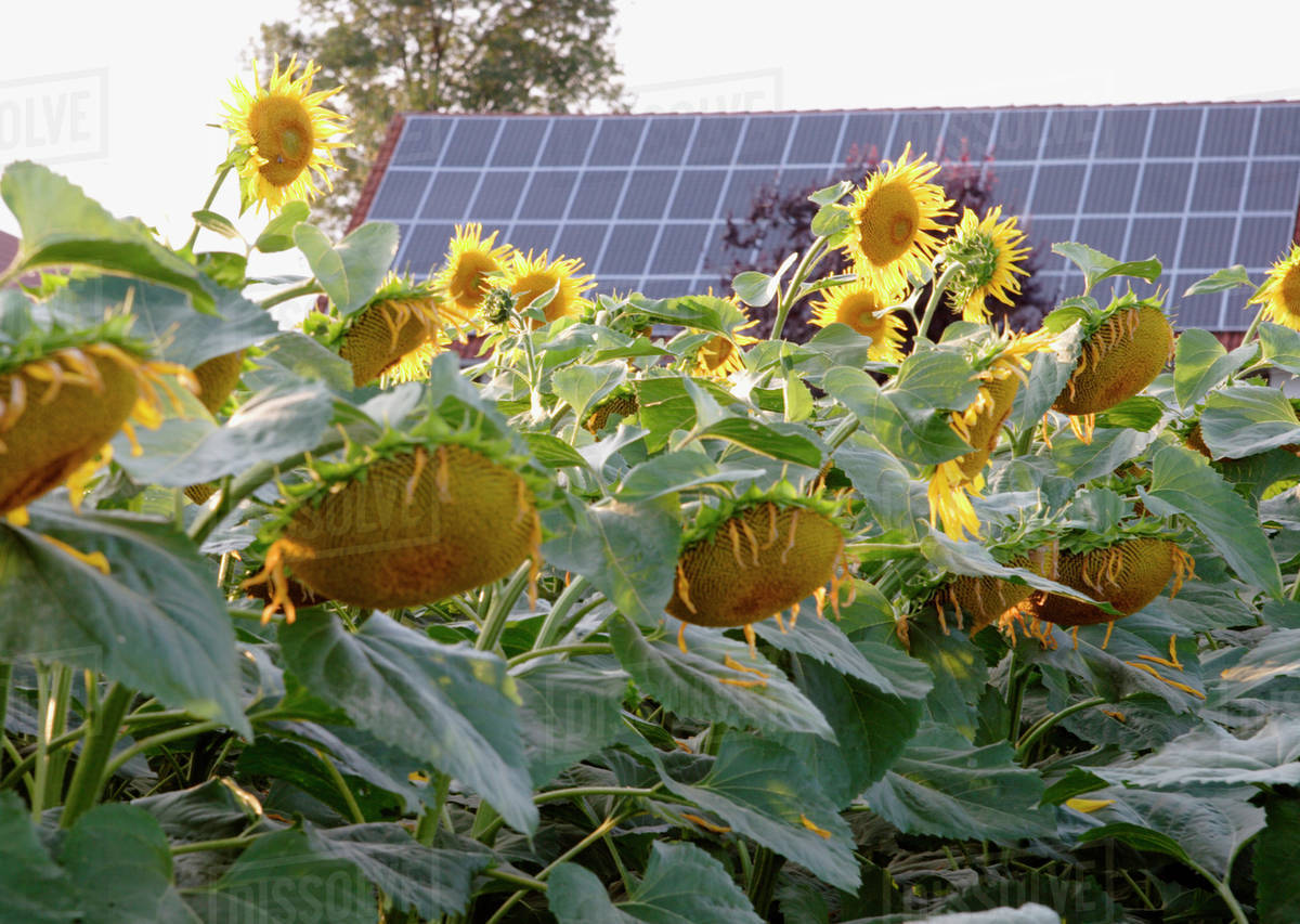 Solar panel in front of sunflowers - Stock Photo - Dissolve