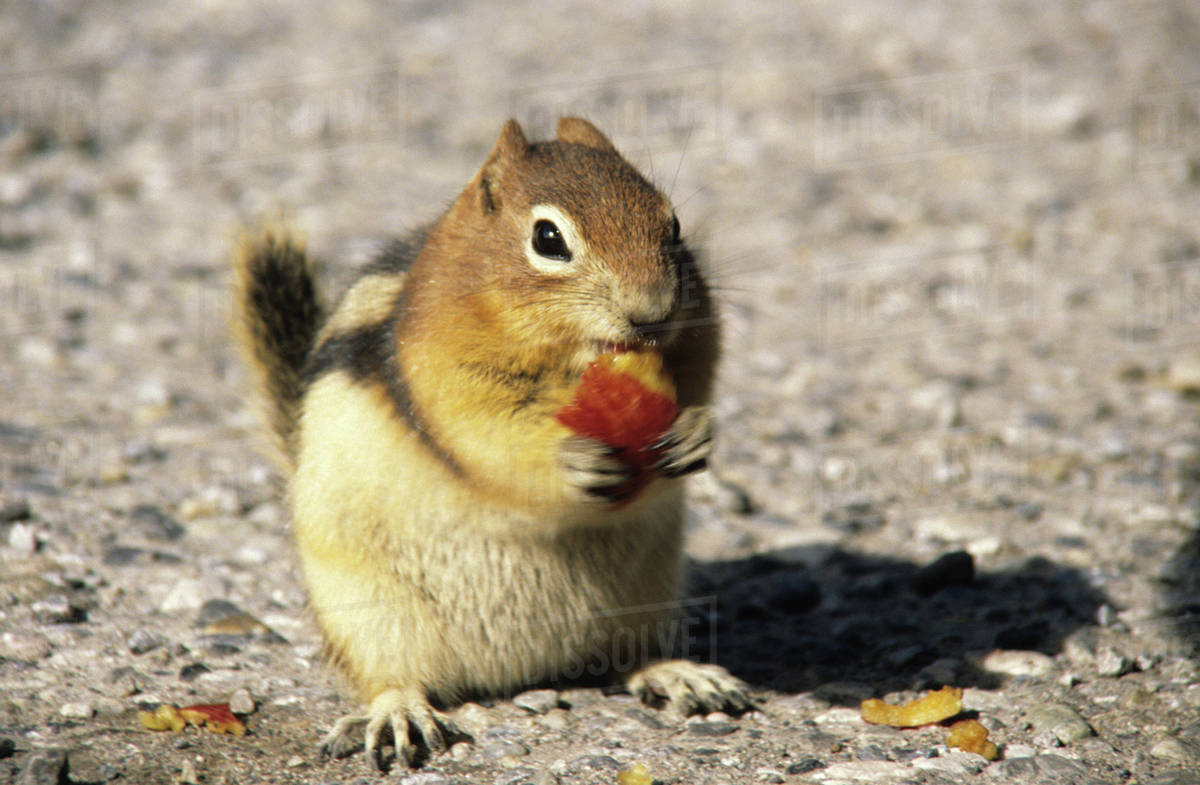Canada, Alberta, Chipmunk, Spermophius lateralis - Stock Photo - Dissolve