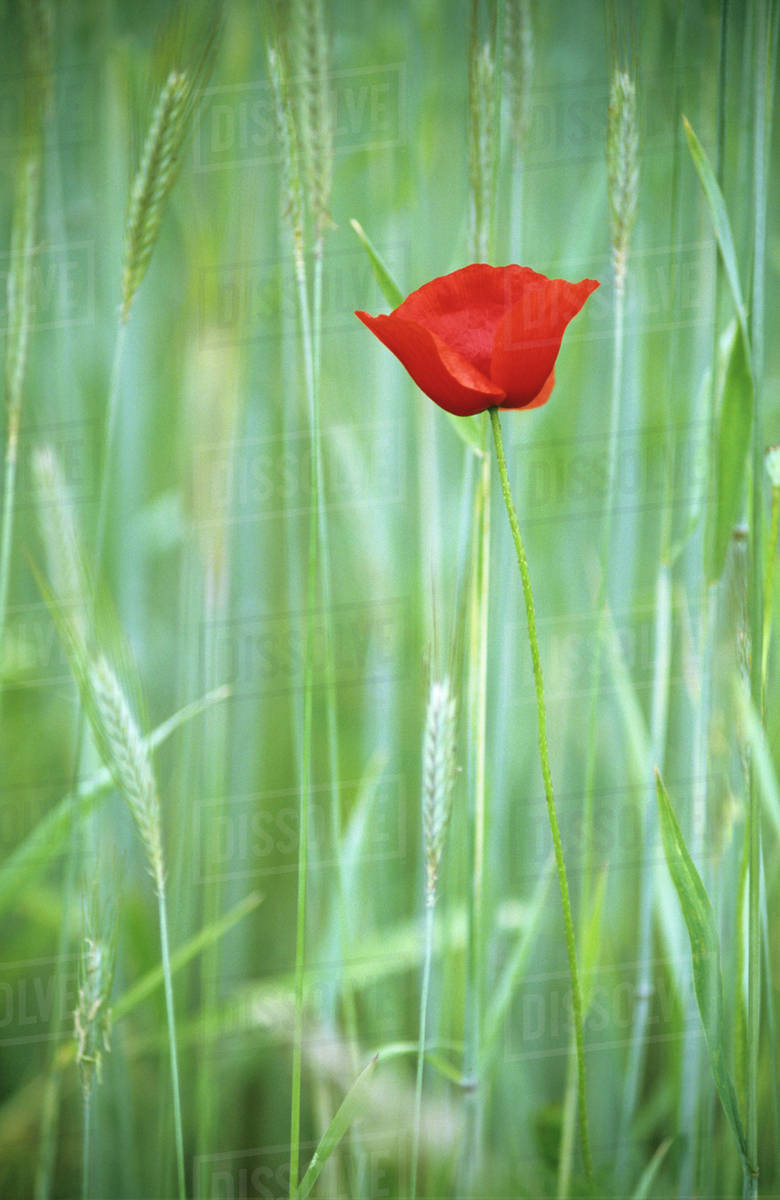 Poppy in field - Stock Photo - Dissolve