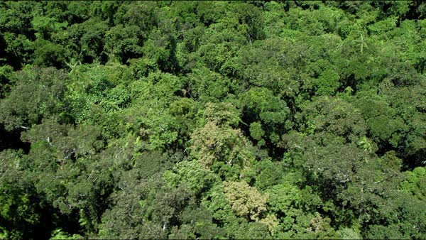 Low altitude flight over tropical forest canopy - HD Royalty-free Stock ...