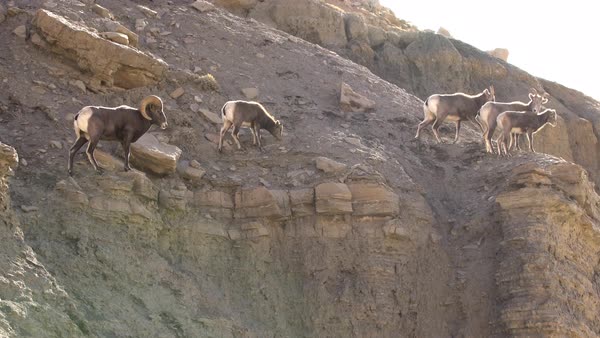 Rocky Mountain Bighorn Sheep standing on edge of cliff - Stock Video ...