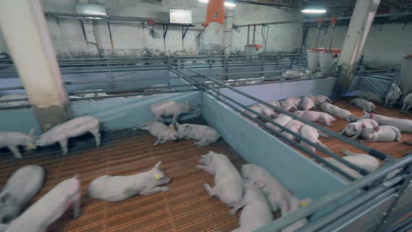 Modern Pig farm with many pigs. Piggery premises with pigs getting rest ...