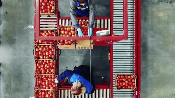 Female agriculturists are moving tomato boxes along the conveyor ...