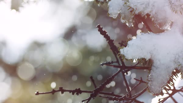 Snow melting and ice dripping in the forest during the last days of ...