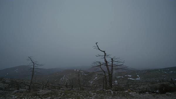 Barren land,burned out forest,first winter snow falling at dawn - 4K ...