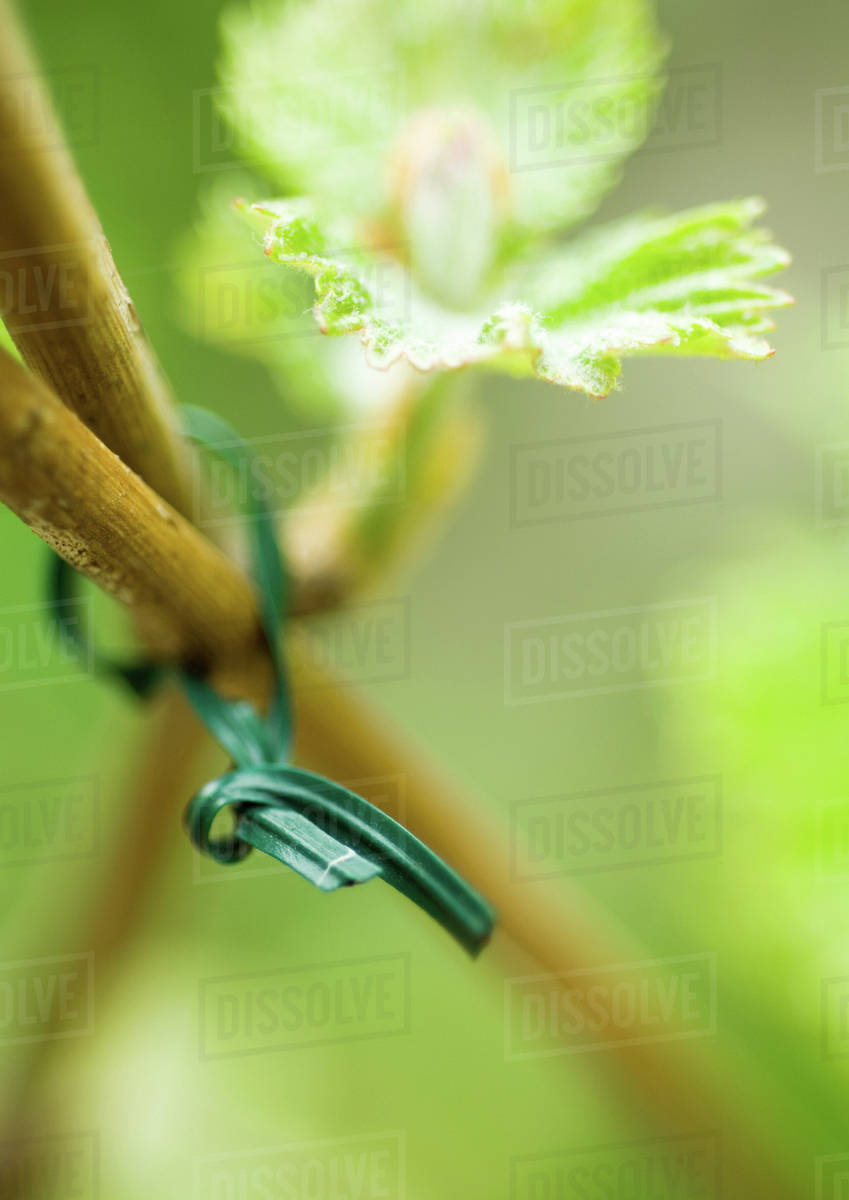 Stem tied to stake - Royalty-free Stock Photo | Dissolve