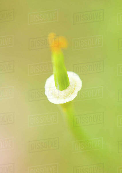 Flower, extreme close-up - Royalty-free Stock Photo | Dissolve